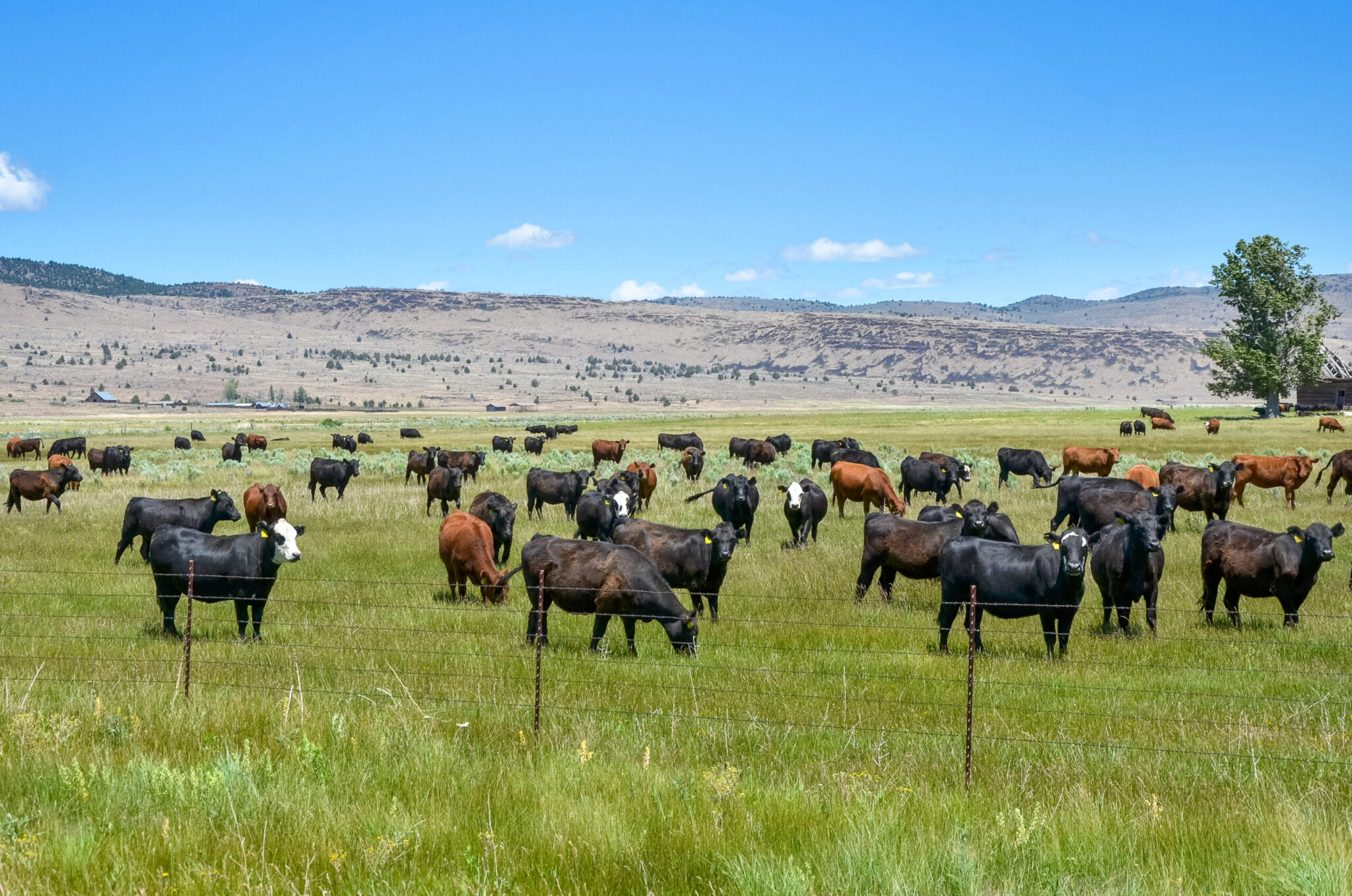 Enriched Ag Insights: The Dynamic Grazing Management Tool - Enriched Ag
